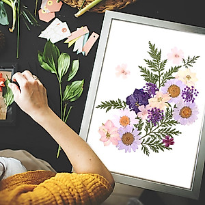 40Pcs Natural Pressed Dried Flowers Resin, Dry Flowers for Resin Accessories with Tweezer, Dried Flower for Scrapbooking DIY Art Crafts, Epoxy Resin Jewelry Molds, Candle, Nails Décor, Craft Making