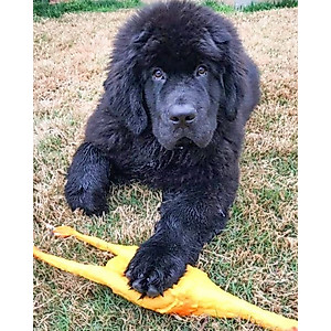 Rubber Chicken Dog Toys - Natural Rubber (Latex) - Lead-Free Chemical-Free - Complies with Same Safety Standards as Baby Toys - Soft Unstuffed Squeaky (Extra-Large)