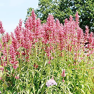 Hummingbird Mint Seeds Agastache Heather Queen Fragrant Deer & Drought Resistant Attracts Hummingbirds Low Maintenance Rock Garden Bed Border Outdoor 60Pcs Flower Seeds by YEGAOL Garden