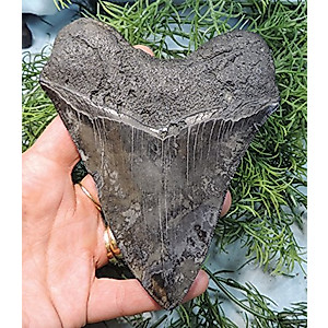 Massive 5 1/4'' Megalodon Tooth. Impressive!!