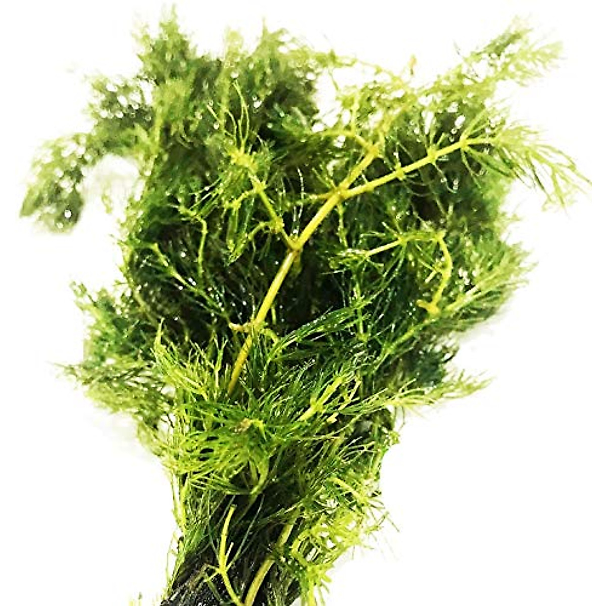 Planterest | Hornwort Ceratophyllum Demersum Live Aquarium Plant Easy for Beginner Tropical Pond Aquatic Plants Decoration - BUY2GET1FREE -