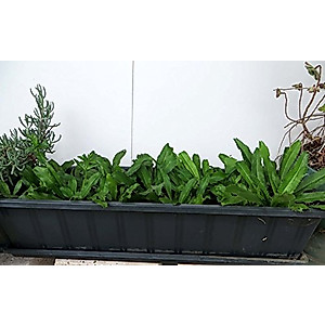 1000 Premium Organic Culantro - NGO GAI - Mexican Coriander - Thai Parsley - Recao - Seeds by Happy Seeds & Garden