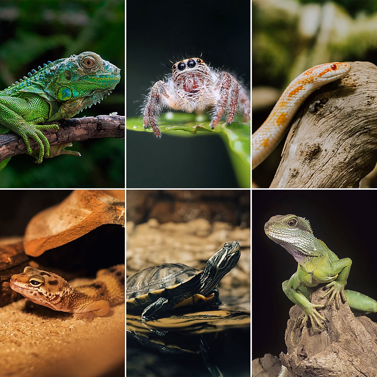 ERAARK Reptile Terrarium 4.5 Gallon Glass Reptile Tank 16"x7.8"x7" with Top Screen Ventilation,Hide Cave,Water Bowl for Bearded Dragon,Lizard,Spider,Hamster,Hermit Crab, Turtle Tortoise