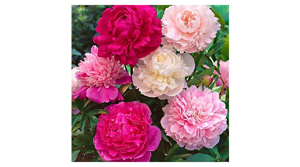 Buy Jumbo Peony Roots - Fragrant & Pollinator-Friendly Garden Bulbs