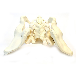 Female Pelvic Skeleton Anatomical Model, Medical Quality, Life Sized (10" x 10" x 6" Approx.)