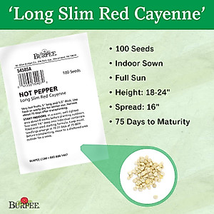 Burpee Long Red Slim Cayenne Hot Pepper Seeds 100 seeds