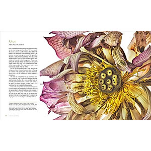 Seeing Seeds: A Journey into the World of Seedheads, Pods, and Fruit (Seeing Series)