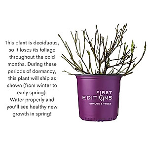 2 Gallon First Editions Viburnum Opening Day Shrub