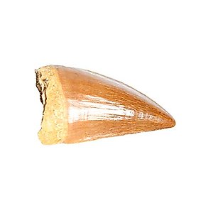 Real Mosasaurus Tooth Fossil - Authentic Dinosaur Tooth Specimen - Dey Designs Certificate of Authenticity