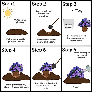 Proven Winner Let's Dance Rhythmic Hydrangea, 2 Gallon, Lustrous Green Foliage with Rich Blue Blooms