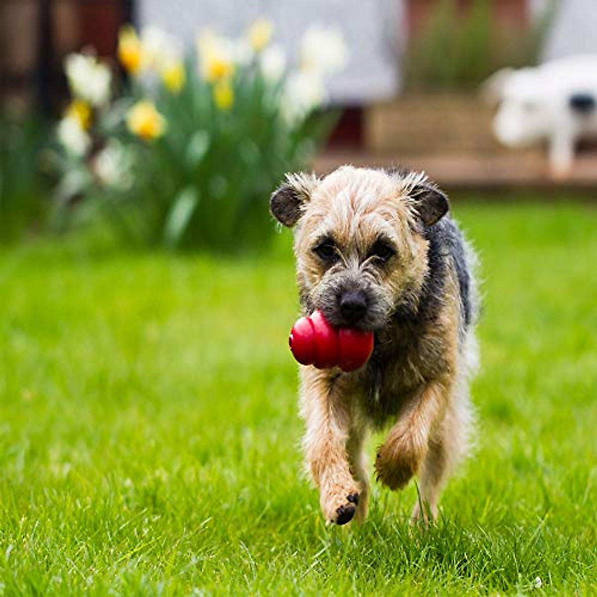 KONG Classic Medium Dog Toy Red Medium Pack of 2