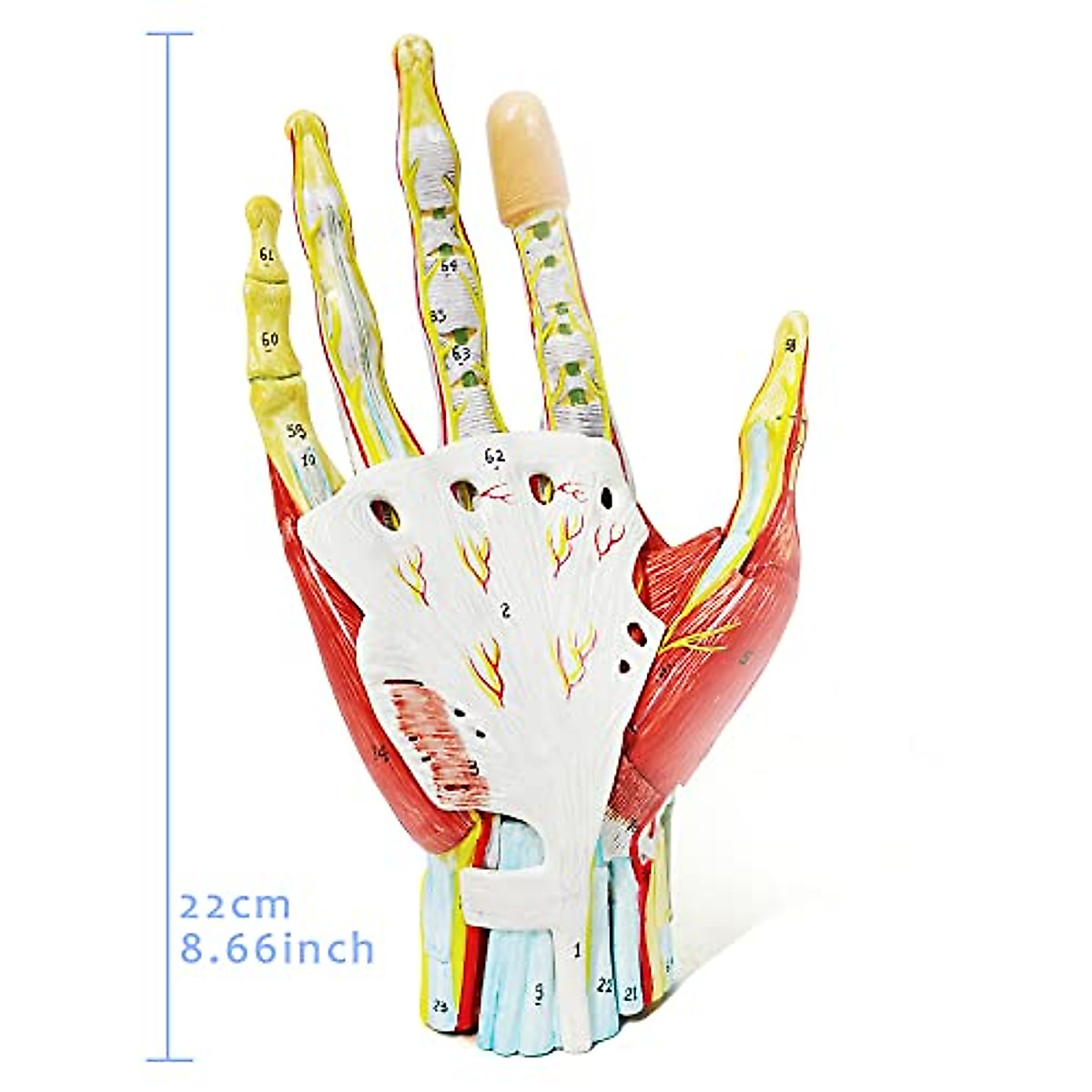 Evotech Numbered Hand Anatomical Skeleton Model W/Bones Muscles Ligaments Nerves and Blood Vessels, 7 Parts Life Size Medical Quality Hand Joint Easy Mounting for Medical Classroom Teaching Study