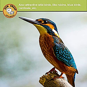 UCM Group 10LB Dried Black Soldier Fly Larvae for Chickens, Birds and Small Pets, High in Calcium