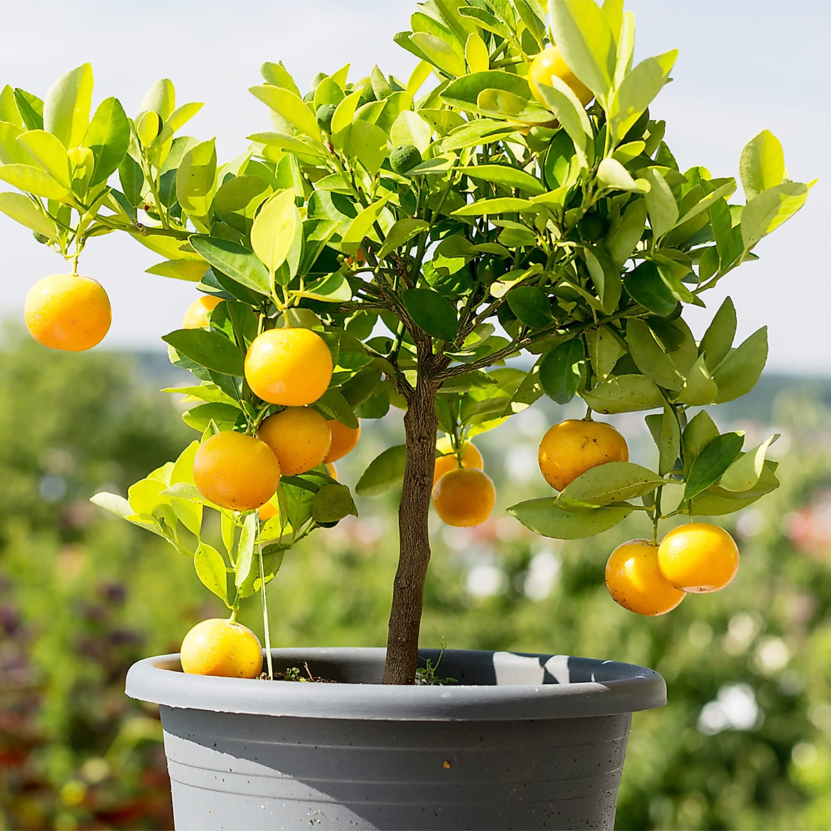 YEGAOL Garden 30Pcs Dwarf Washington Navel Orange Tree Seeds Non-GMO Fragrant Sweet Juicy Fruit Seeds Container Home Garden
