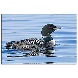 MSHDO Black Throated Loon Wall Art Canvas Prints Poster For Home Office Decorations With Framed 18"x12"