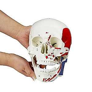 Walter Products B10208 Human Skull Model with Markings, Life Size