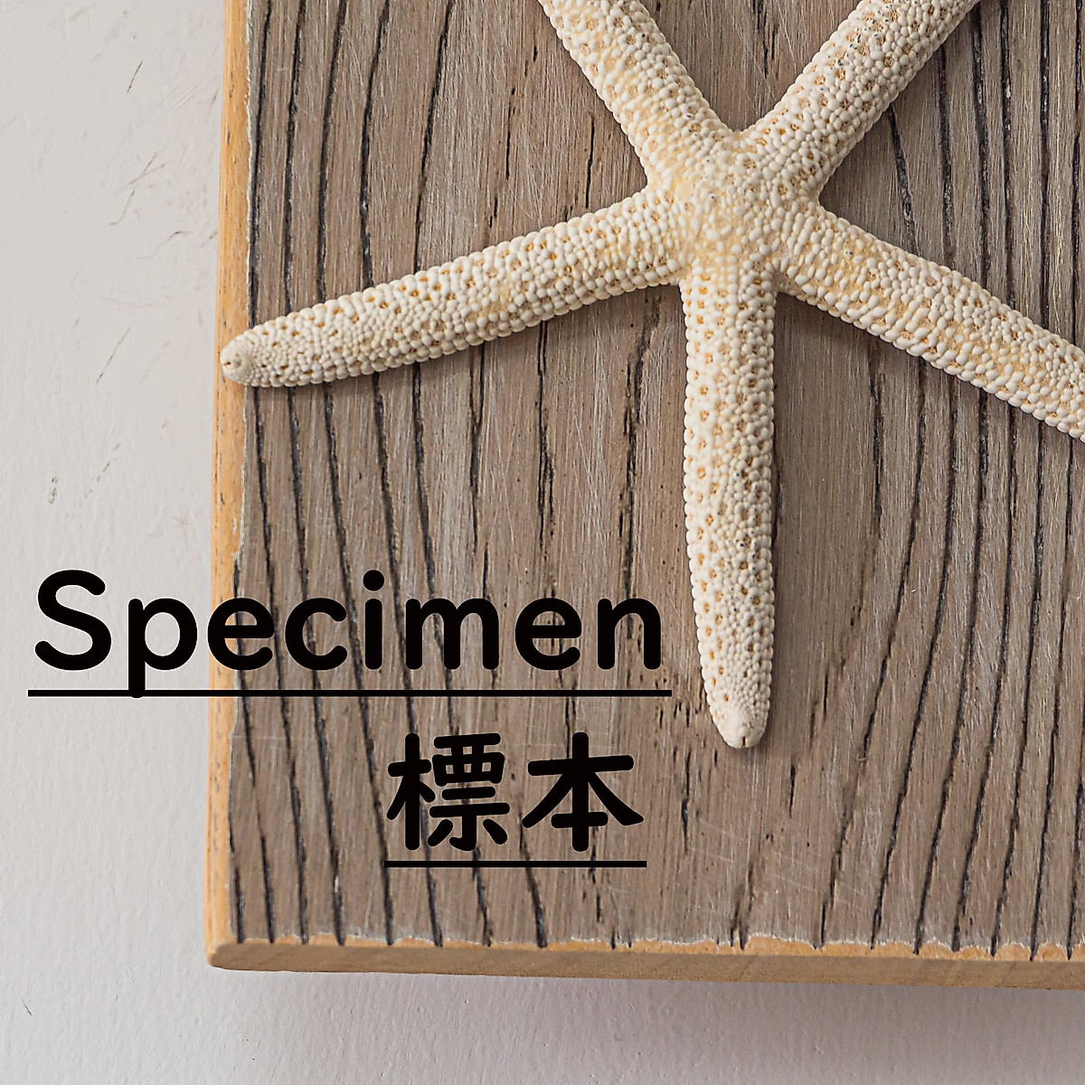 SKIVTGLAMP Hand Made Nature Wood Wall Sconce Rechargeable Battery Operated LED PIP Motion IR Sensor Wall Lamp, No Drilling Cordless Farmhouse Wall Mounted for Rustic Backlight Leaning Starfish