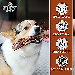 Pet Craft Supply All Natural Healthy Beef Rib Bones Dog Chews Treats for Aggressive Chewers Long Lasting Rawhide Free, Premium Grade Slow Roasted for Puppies or Small Medium Dogs 10 Count (Pack of 1)
