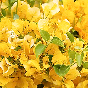 Bougainvillea Seeds Fast Growing Woody Flowering Vine or Shrub Attracts Bees & Butterflies Border Bonsai Ground Cover Trellises Pergolas 105Pcs Flower Seeds by YEGAOL Garden