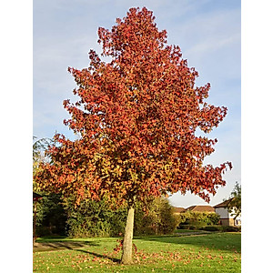 American Sweetgum Tree Plant, 2-3 ft Tall Tree Plant in Pot - Fast Growing