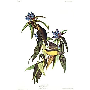 Connecticut Warbler. From"The Birds of America" (Amsterdam Edition)