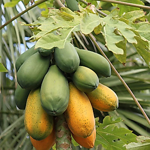50 Caribbean Red Papaya Seeds Fast Growing Fruit Tree Seeds for Planting