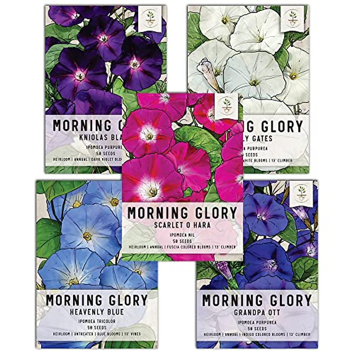 Seed Needs, Morning Glory Seed Packet Collection (5 Individual Varieties of Morning Glory Seeds for Planting) Heirloom & Untreated