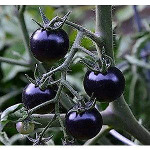 500+ Black Cherry Tomato Seeds for Planting