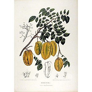 Averrhoa Bilimbi [Bilimbi or Cucumber Tree]