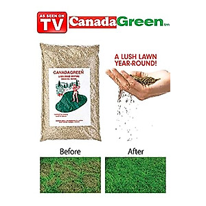 Canada Green Grass Lawn Seed - Grows Healthy Rich Green Grass Lawn Seed Plants Yard Garden 2 Pound Bag