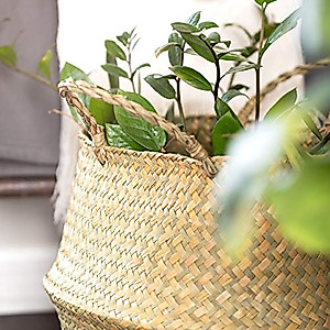 Seagrass Belly Basket with Handles – 12.6"x11" - 100% Hand Woven from Sustainably Grown Seaweed – Decorative Basket for Living Room and Bedroom and for Storage of Blankets, Laundry and Toys