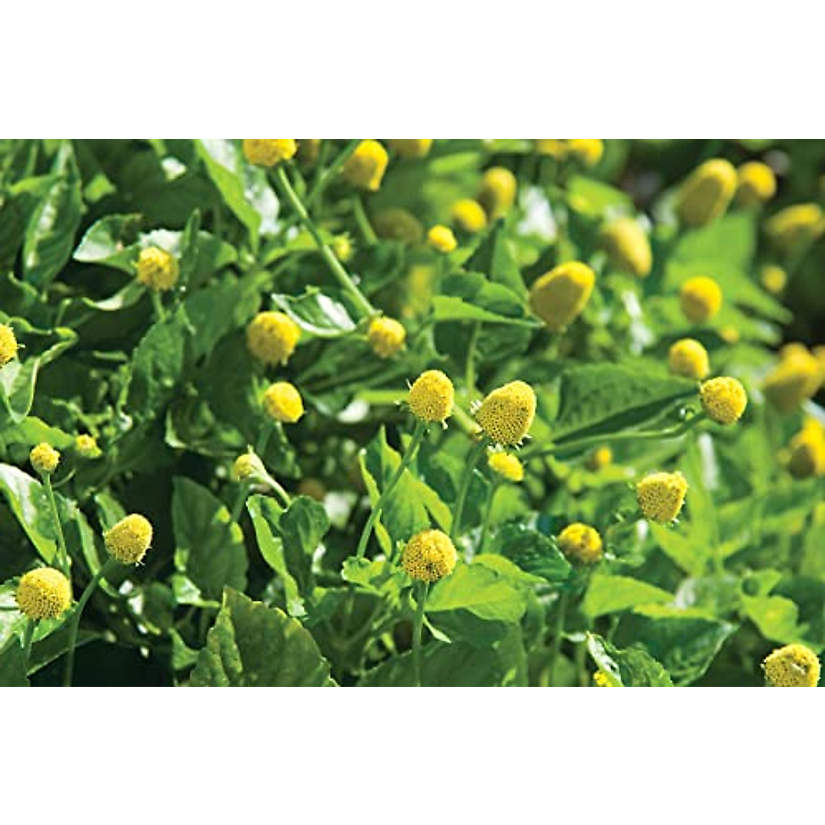 100 Toothache Plant Seeds（Spilanthes paniculata Wall. ex DC.） to Grow in Your Garden