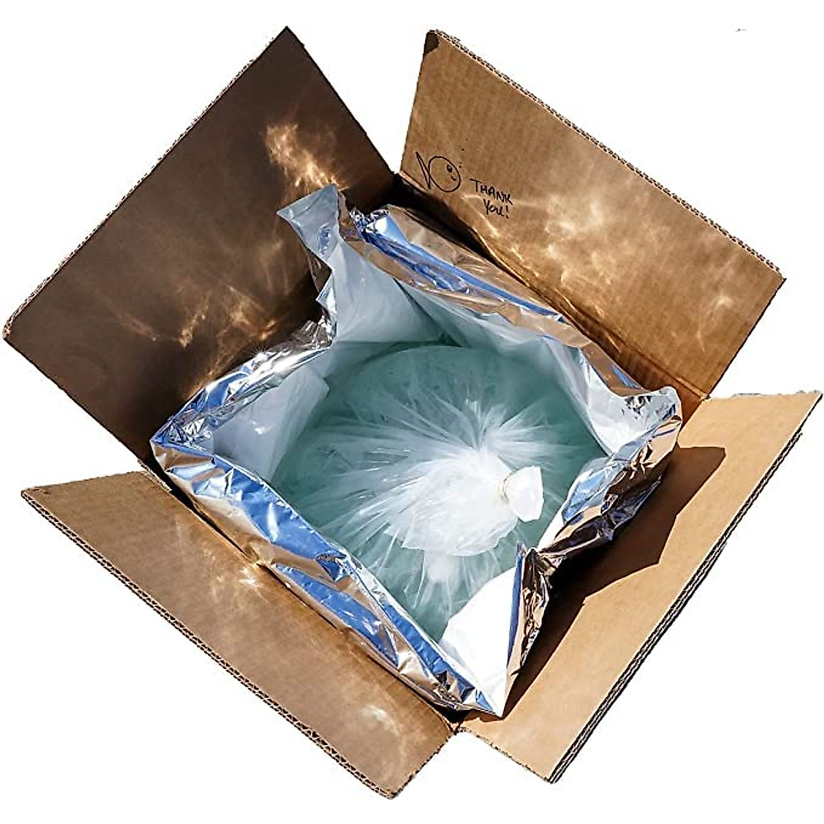 Golden Blue Eye Longfin Bristlenose Pleco (1.0"-1.5") - 2 Pack - Live Freshwater Aquarium Fish