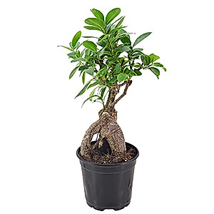 Arcadia Garden Products LV61 Ginseng Ficus Live Indoor Bonsai Plant in 4 in. Plastic Grower Pot, 4 Inch, Green ***Cannot Ship to Hawaii***