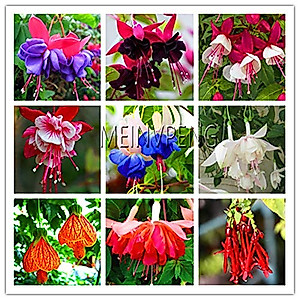 Dichondra Fresh 100 pcs Fuchsia Flower Seeds for Planting Blue