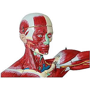 KINOFU Human Muscle Model Human Anatomy Science Models Detachable Human Muscle Model with Internal Organs Teaching Aids