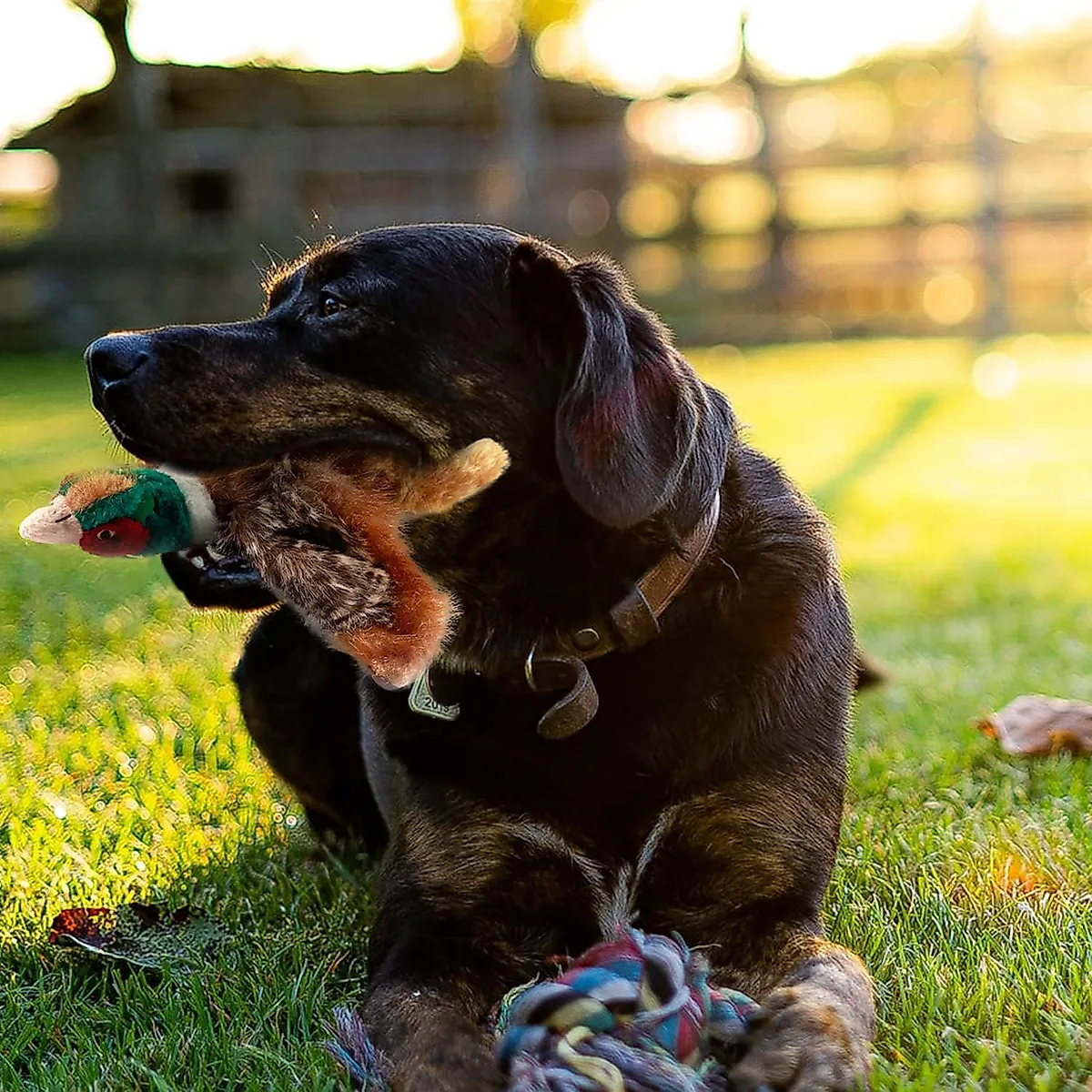 ALL FOR PAWS Classic Dog Pheasant Toys, Squeaky Dog Toys Stuffed Animal Dog Hunting Plush Toy, Large