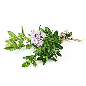 Common Thyme Seeds for Planting, 1000+ Seeds Per Packet, (Isla's Garden Seeds), Non GMO & Heirloom Seeds, Botanical Name: Thymus vulgaris, Great Herb Garden Seeds