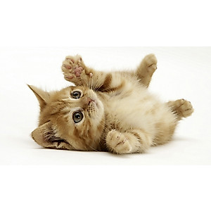 X2 Pcs(100ml) Multivitamin Daily Essential Cat Food Vitamins & Minerals Omega3, Helps Support Health, More Fat, Digestion, Skin, Coat, Allergy Immune Supplement Nourished Blood & Eye