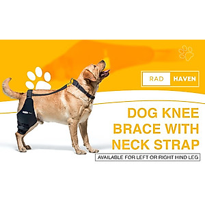 RadHaven Dog Knee Brace for Torn ACL Hind Leg, Cruciate Ligament Injuries, Patella Dislocation, Double Straps and Comfortable Dog Leg Braces for Back Leg Support (Right- Large)