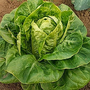 2000 Little Gem Romaine Lettuce Seeds for Planting 4+ Grams of Seeds Non GMO Heirloom Garden Vegetable Survival Baby Greens Bulk