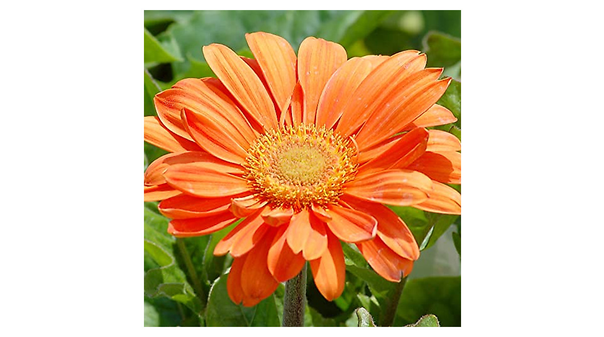 Colorful Gerbera Daisy Seeds for Easy Garden Blooms