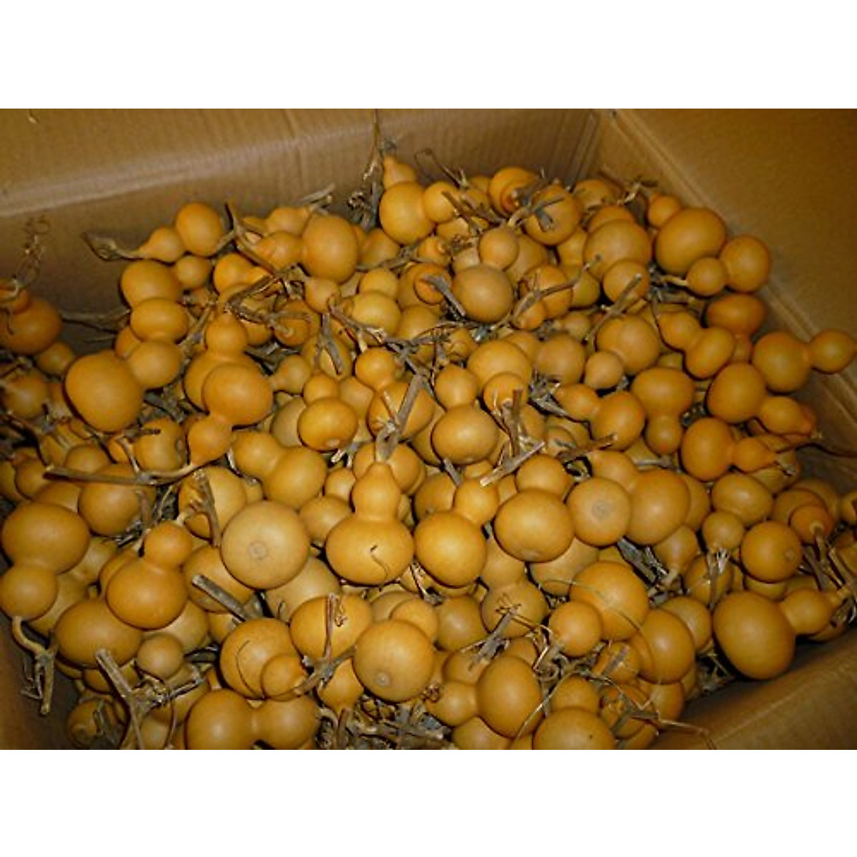 WellieSTR 50-Pack Tiny Natural Dry Gourd Bottle Gourd,4-6.5cm Gourds Mini Cute