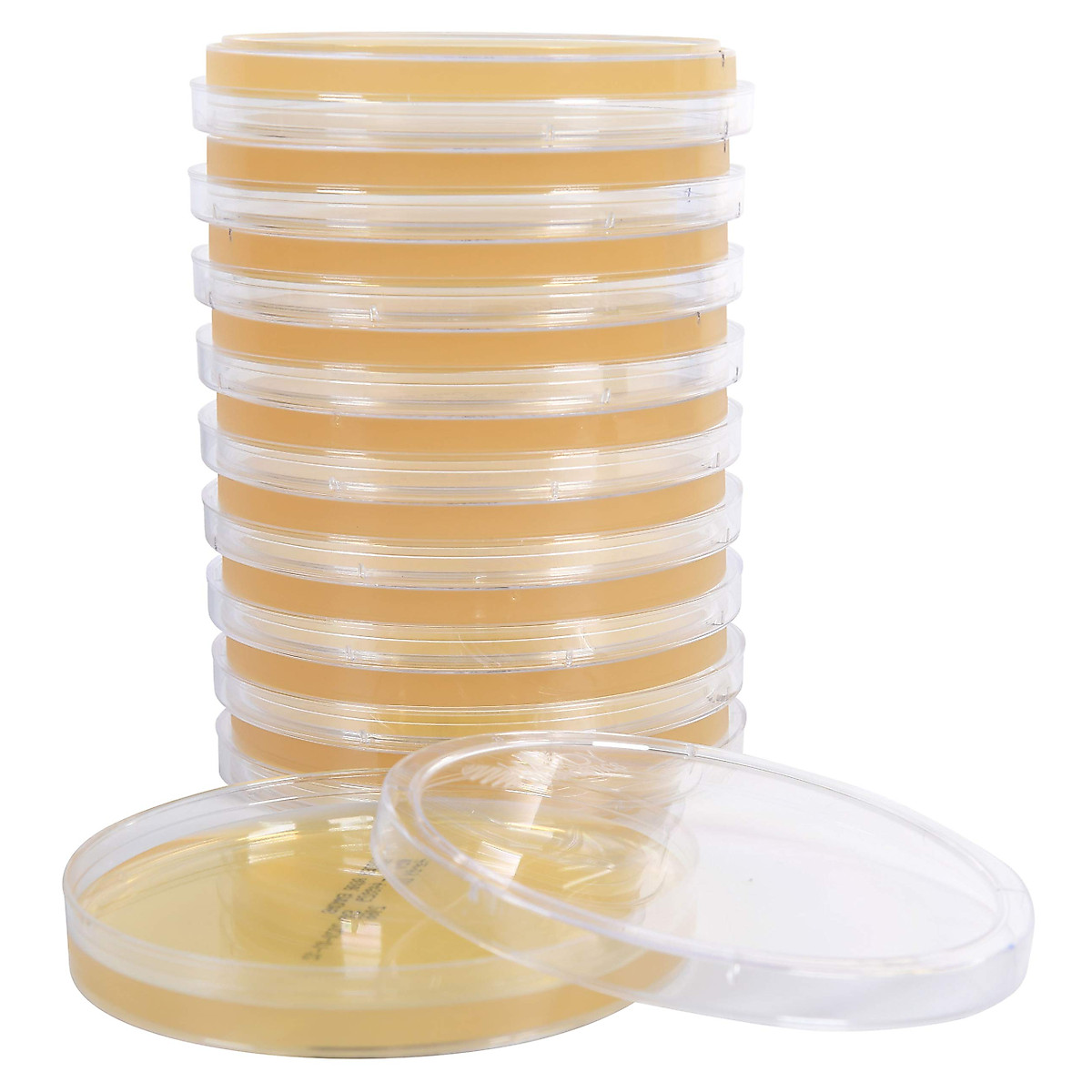 Emmon's Sabdex (Sabouraud Dextrose) Agar, for The Culturing of Fungi and Yeast, Deep Fill, 15x100mm Plate, Order by The Package of 10, by Hardy Diagnostics