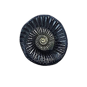 Sudarshan Shaligram | Nepal Gandaki River Chakra Saligram (2.5 cm) Orignal Sudarshan Chakra shaligram