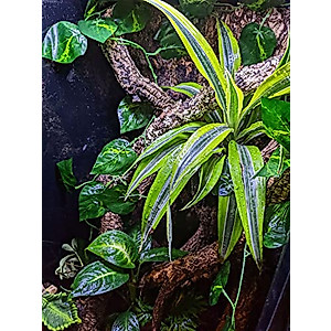 Josh's Frogs Artificial Evergreen Reptile Vine