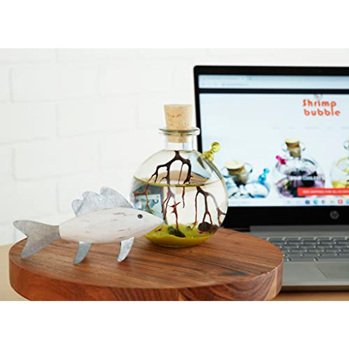 Shrimp Bubble Self-Sustaining Ecosystem - Natural. Contains Live Opae Ula Shrimp