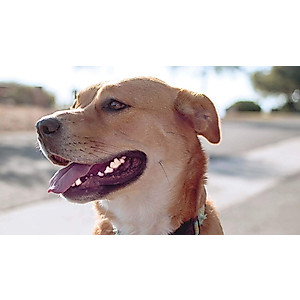 PET SUPPLEMENTS Healthy Teeth for Dog - Dog Teeth Health Formula - Advanced Support Complex - Overall Health - Dog Teeth Vitamin - 2 Bottles (120 Tablets)