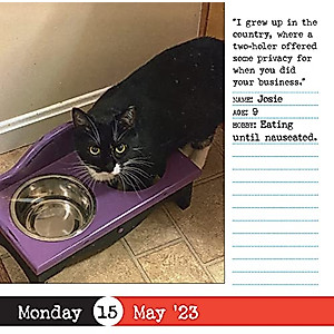 Bad Cat Page-A-Day Calendar 2023: 365 Not So-Pretty Kitties
