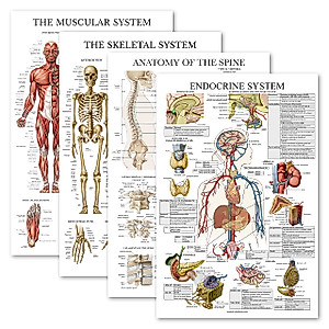 Palace Learning 4 Pack - Anatomical Poster Set - Laminated - Muscular, Skeletal, Anatomy of the Spine, Endocrine System - Anatomy Chart Set (LAMINATED, 18” x 24”)